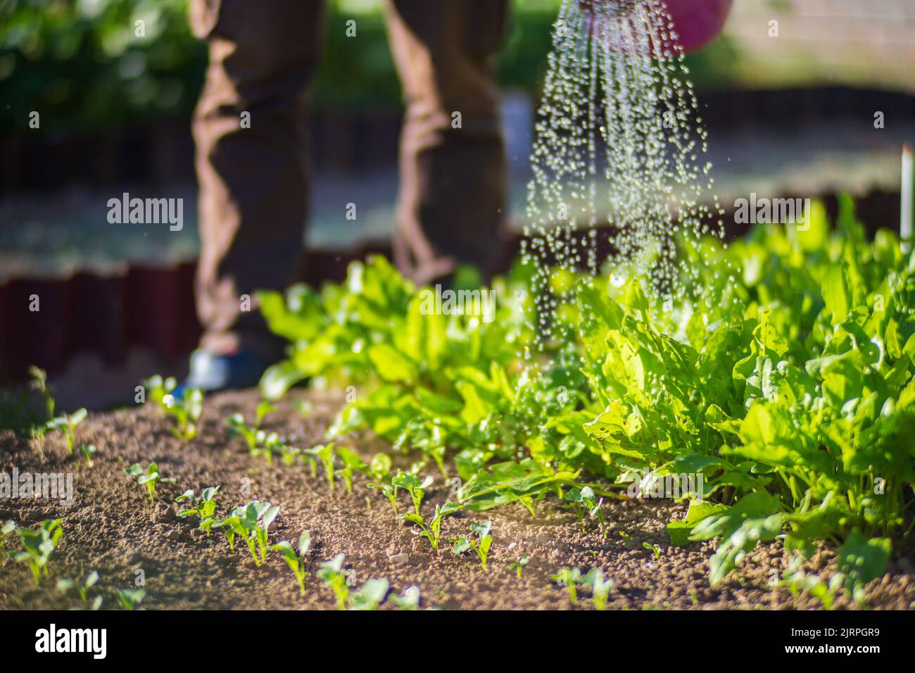 Watering vegetable plants on a plantation in the summer heat. Drops of ...