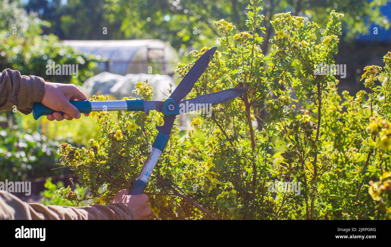 Farmer hands who make pruning of bushes with large garden shears ...