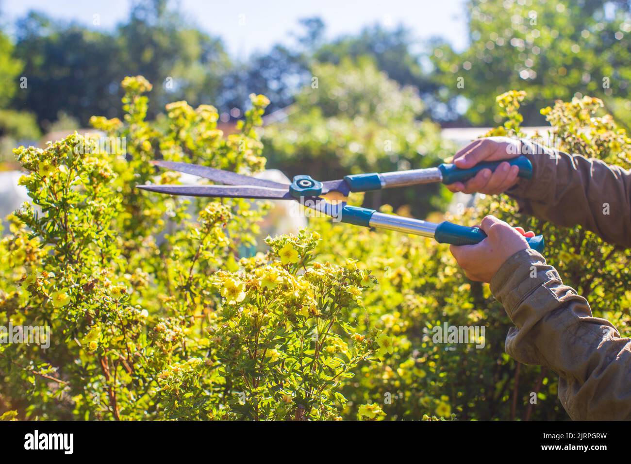 Farmer hands who make pruning of bushes with large garden shears ...