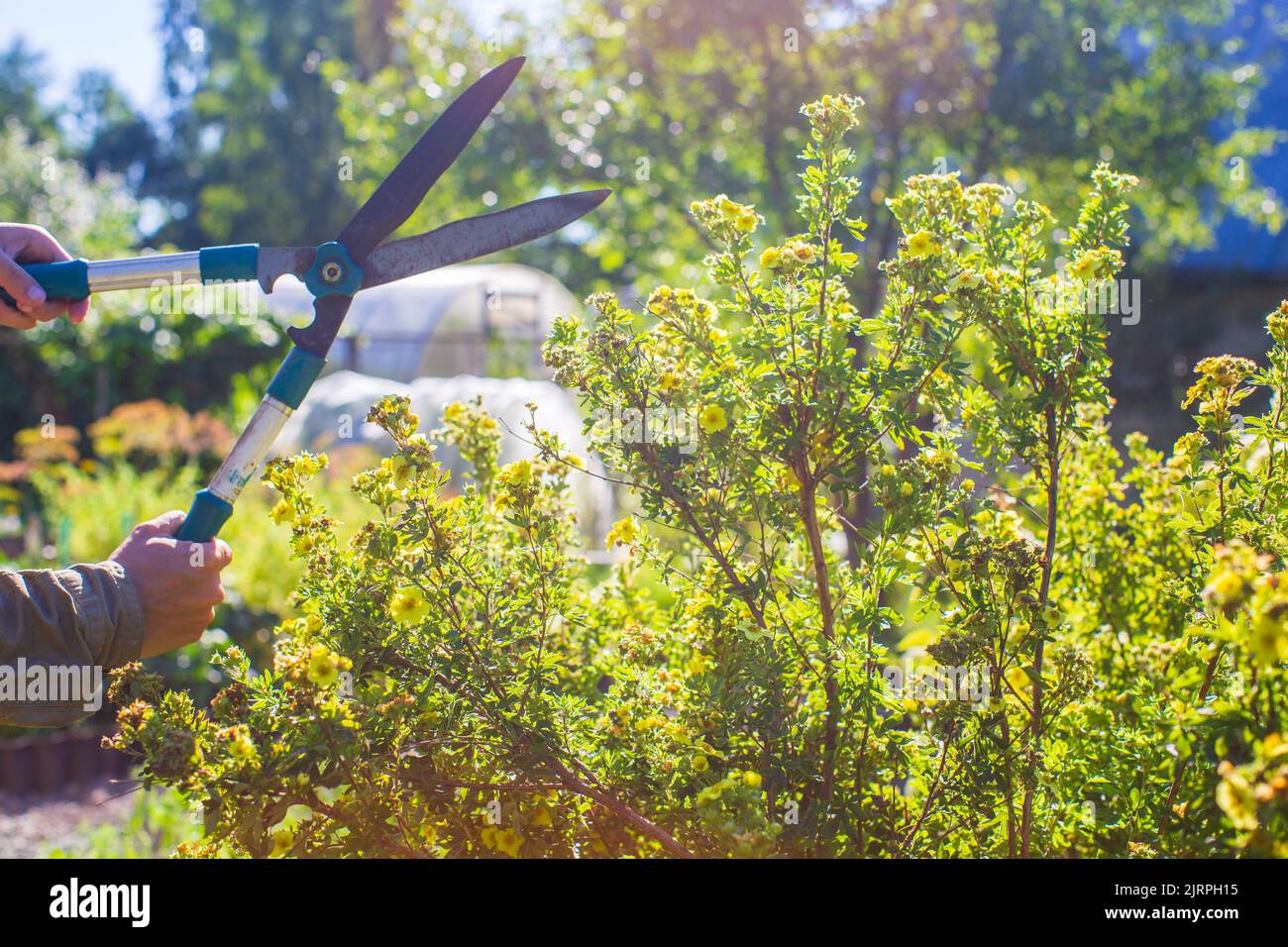 Farmer hands who make pruning of bushes with large garden shears ...
