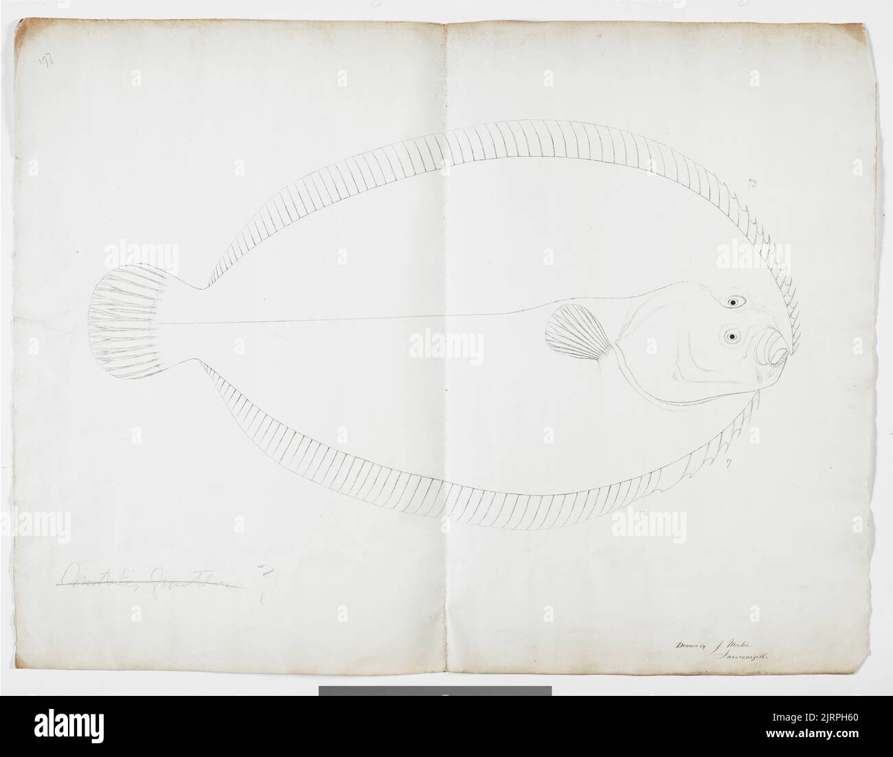 Flat fish, 1870s, by James Morton Stock Photo - Alamy
