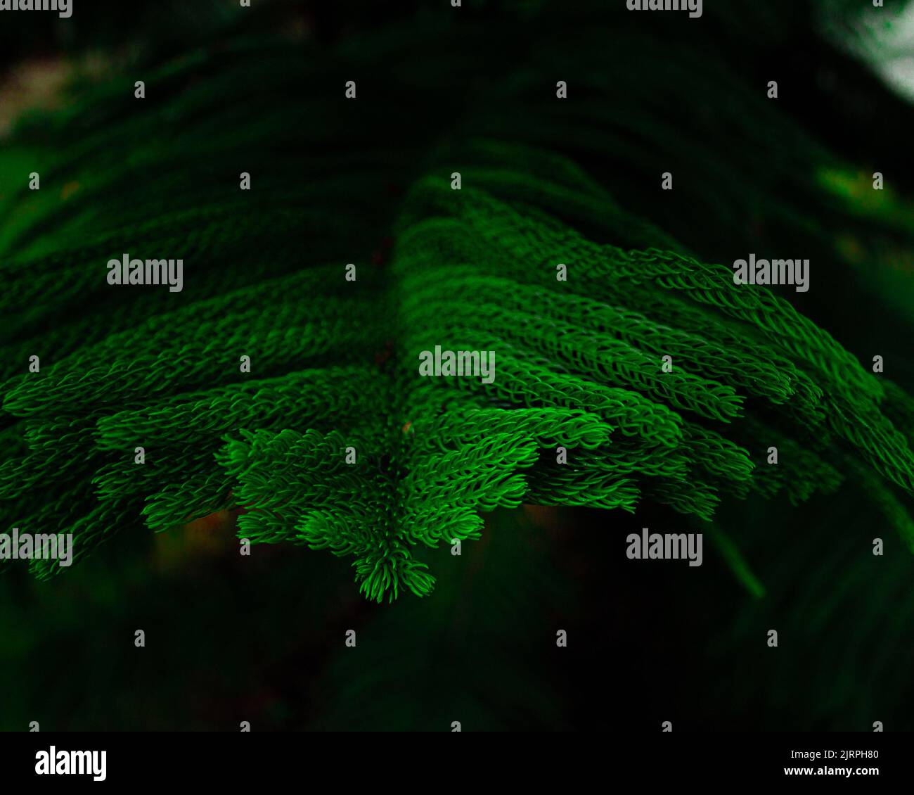Greenstar pine/ Araucaria heterophylla Stock Photo - Alamy