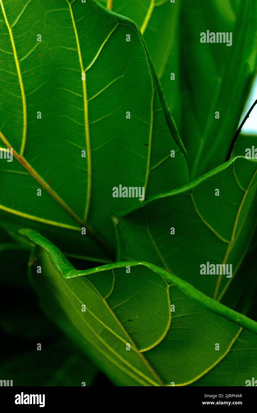Full color nature poetry Stock Photo - Alamy