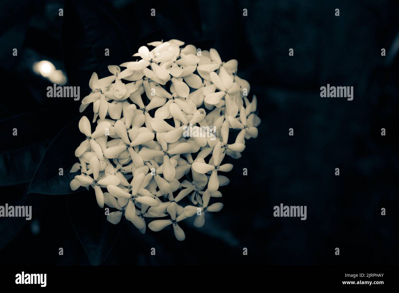 Black and white nature poetry Stock Photo - Alamy