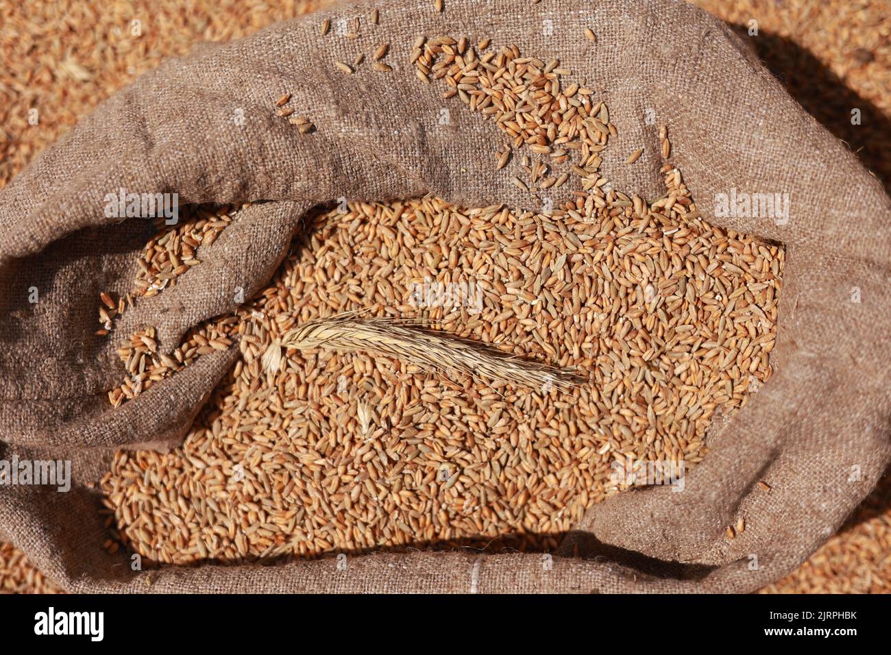 close up of natural golden wheat spike and whole grains in jute sack of ...