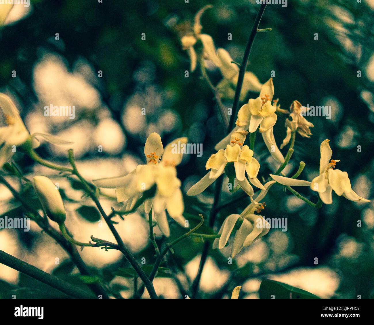 Naturalist garden hi-res stock photography and images - Alamy