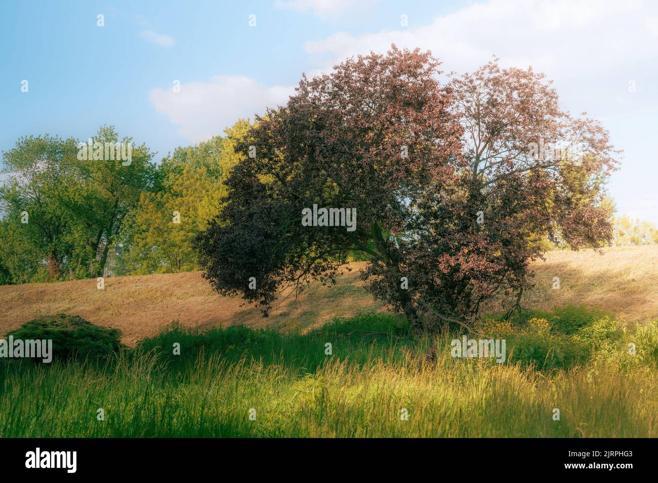 The natural landscape with a tree under the sunlights Stock Photo - Alamy