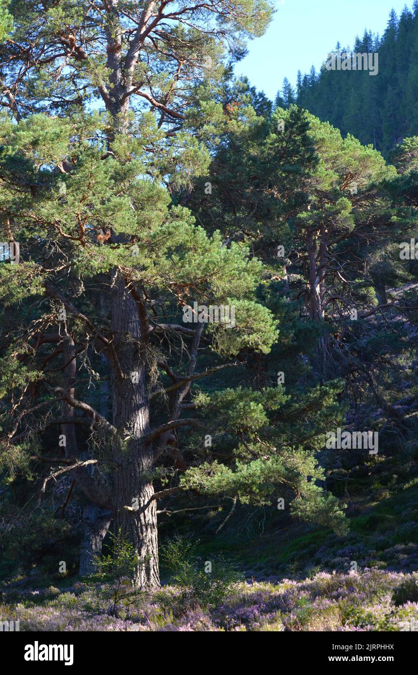 Caledonian pine forests along the Clais Fhearnaig circuit in The ...