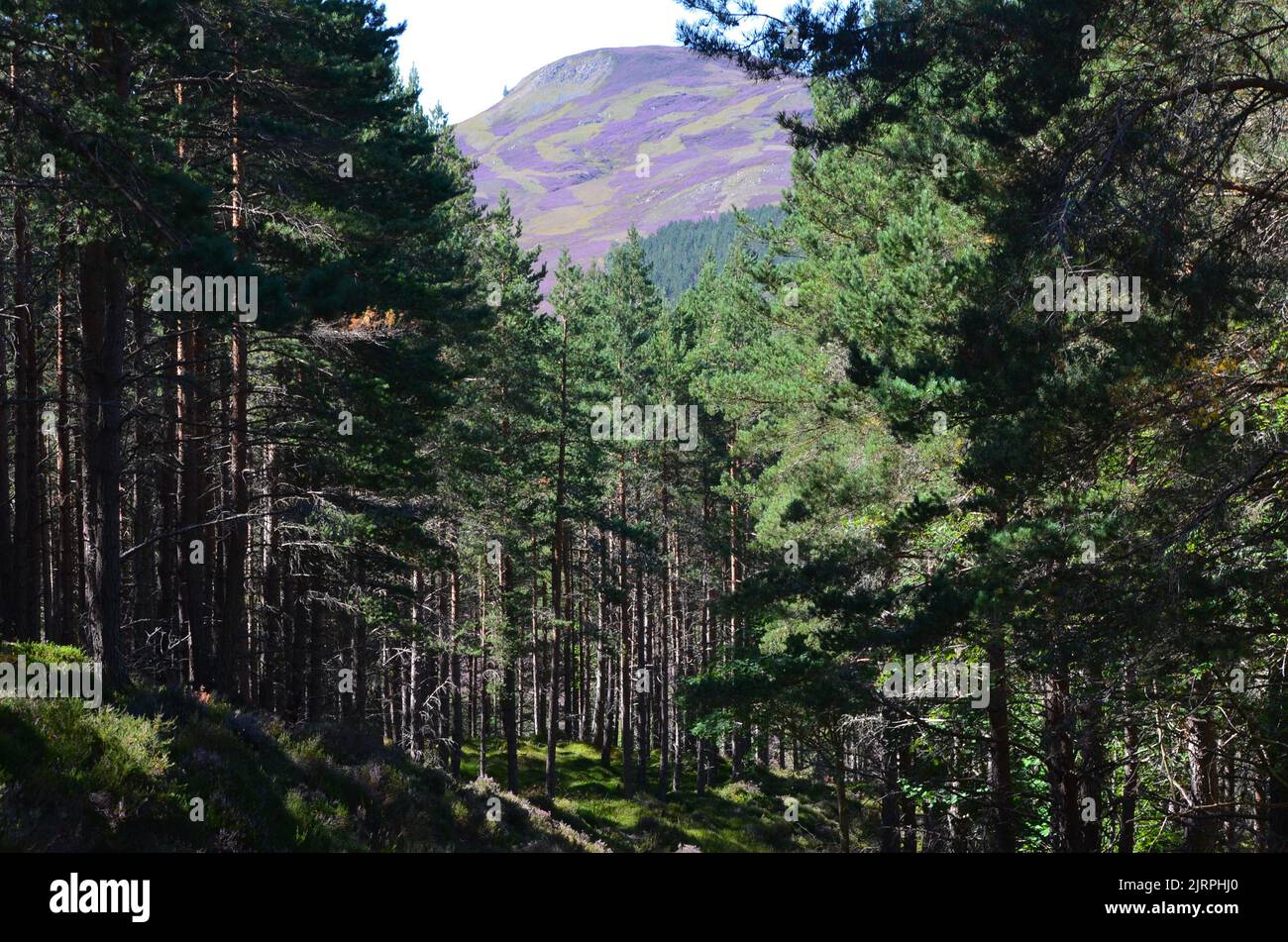 Caledonian pine forests along the Clais Fhearnaig circuit in The ...