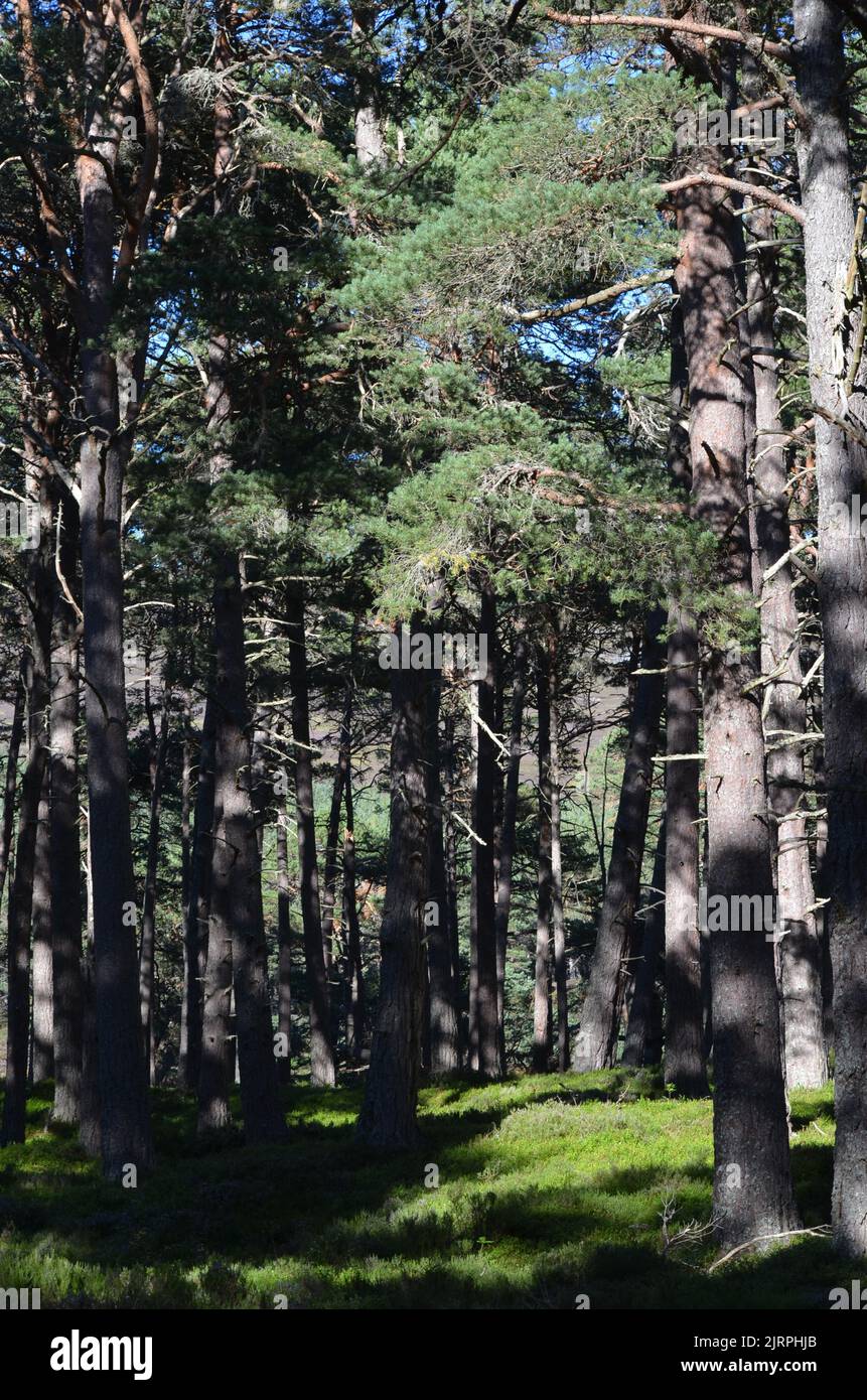 Caledonian pine forests along the Clais Fhearnaig circuit in The ...