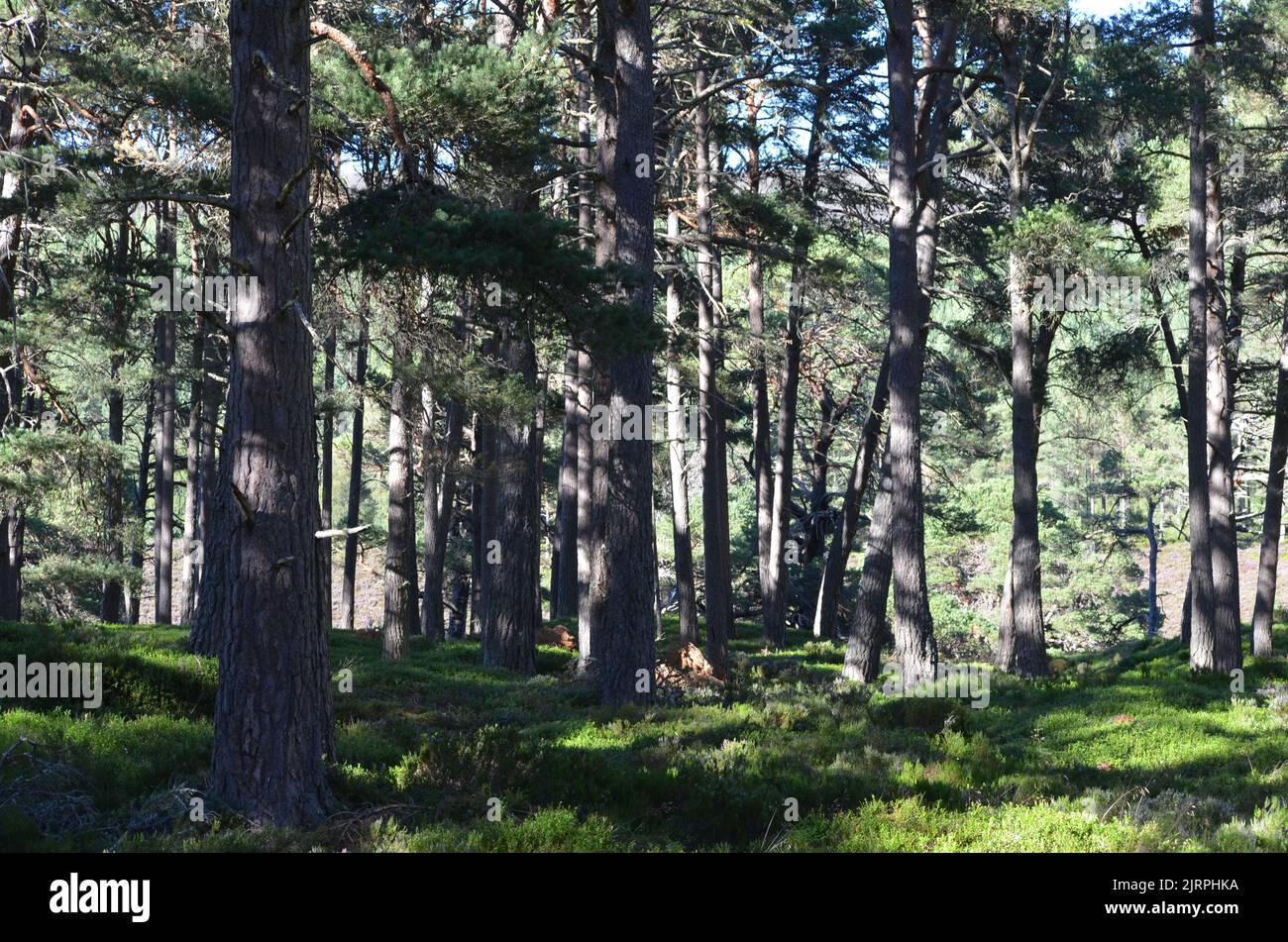 Caledonian pine forests along the Clais Fhearnaig circuit in The ...