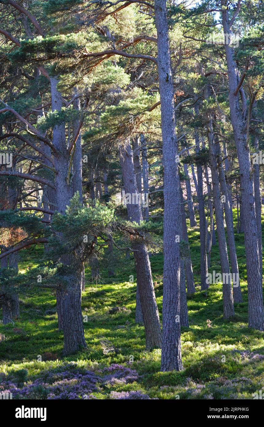 Caledonian pine forests along the Clais Fhearnaig circuit in The ...