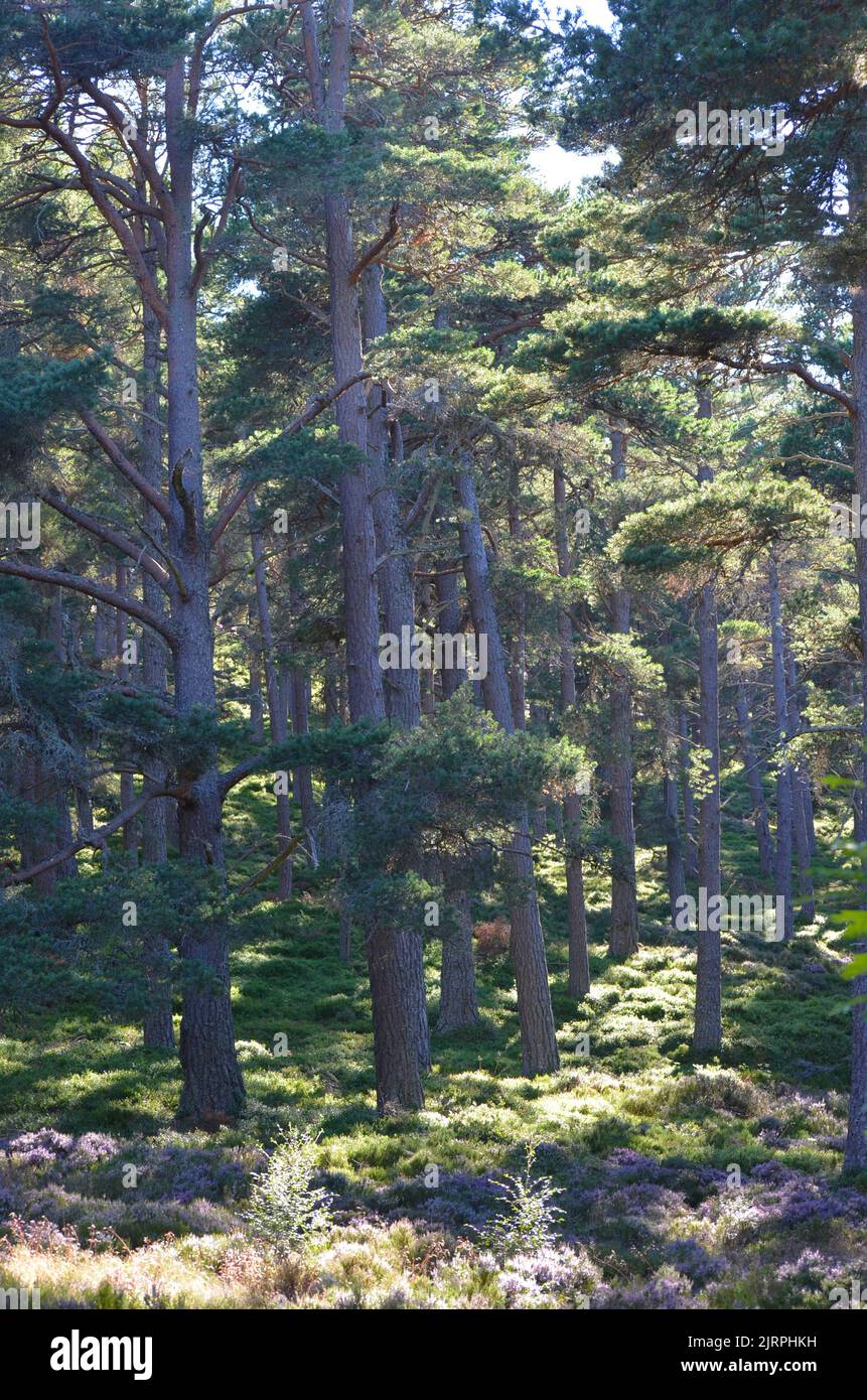 Caledonian pine forests along the Clais Fhearnaig circuit in The ...