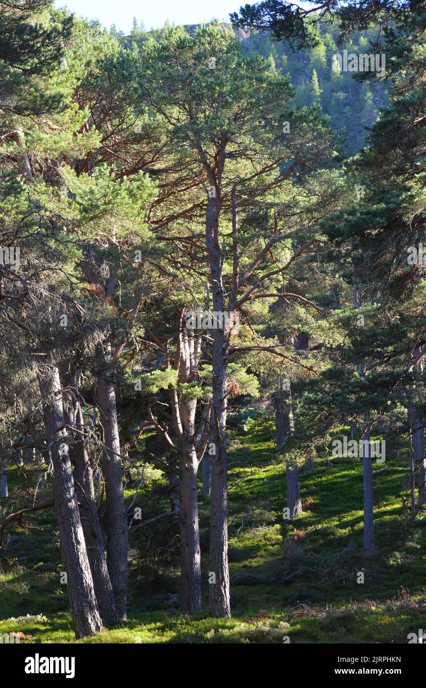 Caledonian pine forests along the Clais Fhearnaig circuit in The ...