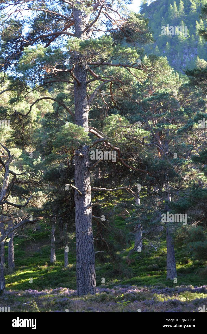 Caledonian pine forests along the Clais Fhearnaig circuit in The ...