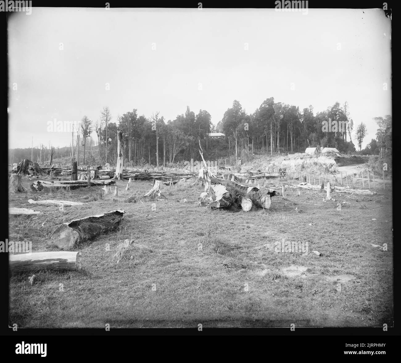 Clearing the forest, circa 1878, North Island, by James Bragge Stock ...
