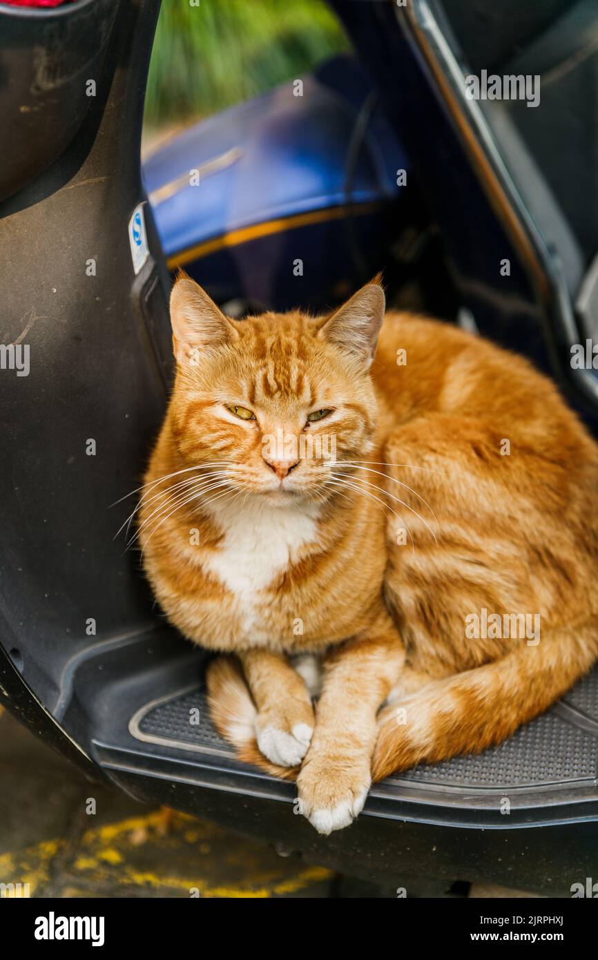 A vertical shot of an Orange Tabby cat laying on scooter in downtown ...