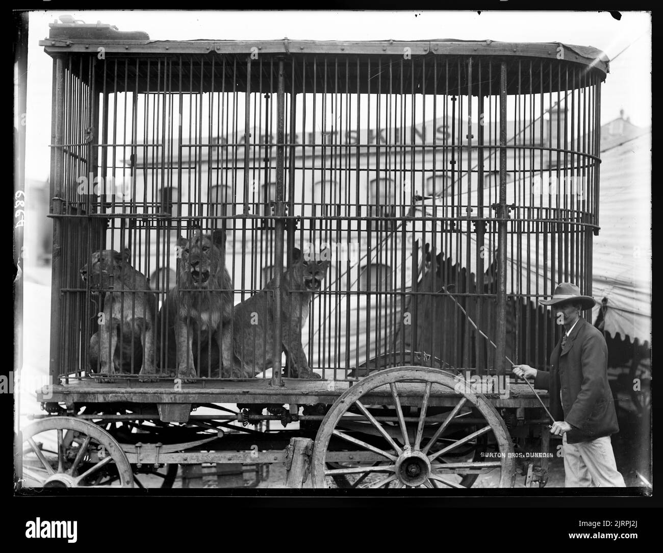 Fitzgerald Brothers Circus & Menagerie, circa 1894, Dunedin, by Burton ...