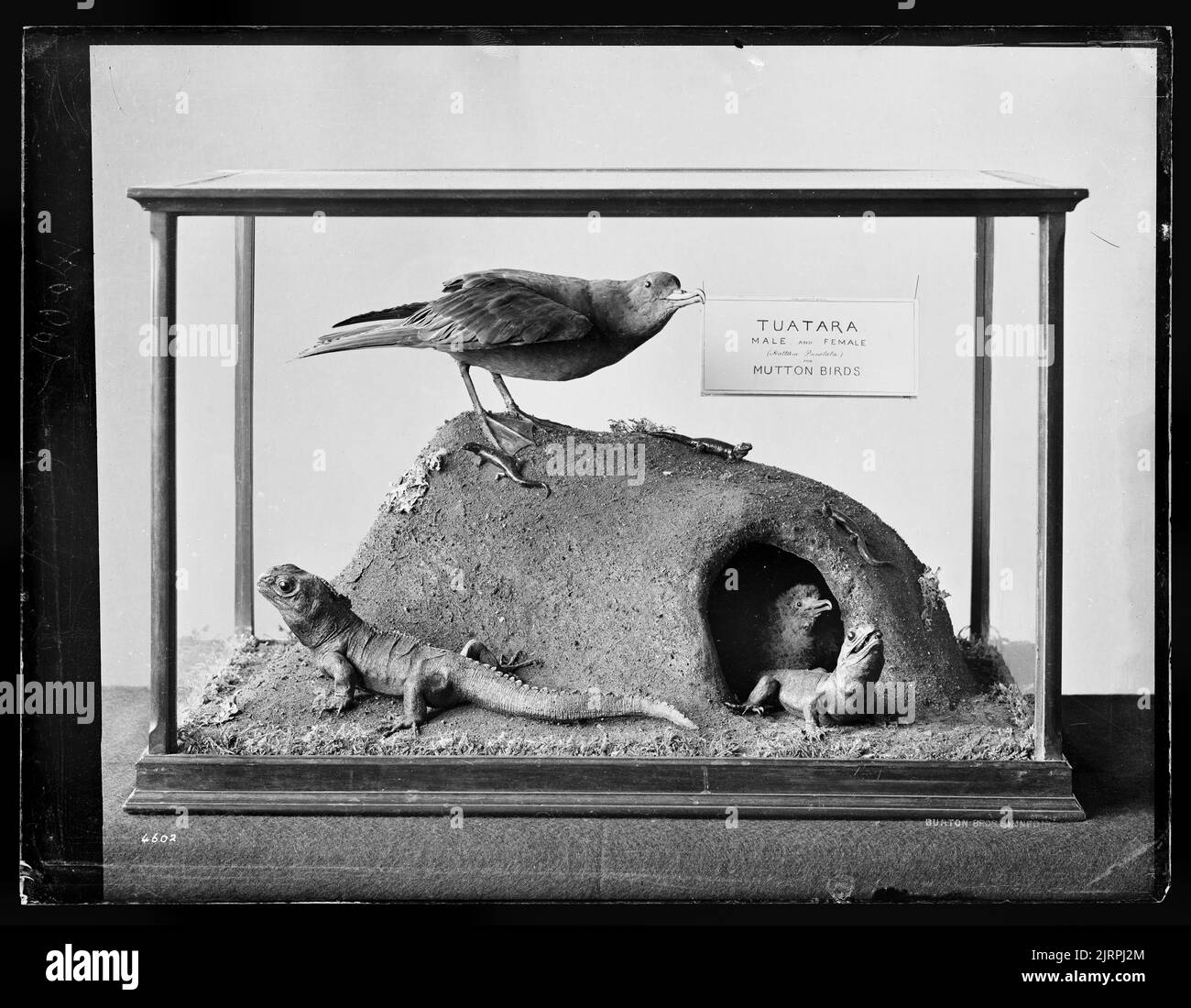 [Tuatara and Mutton Birds], 1889, Dunedin, by Burton Brothers Stock ...