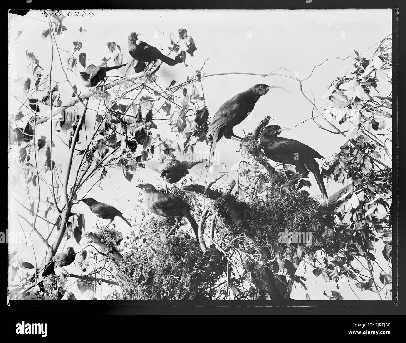 Huia Black and White Stock Photos & Images - Alamy