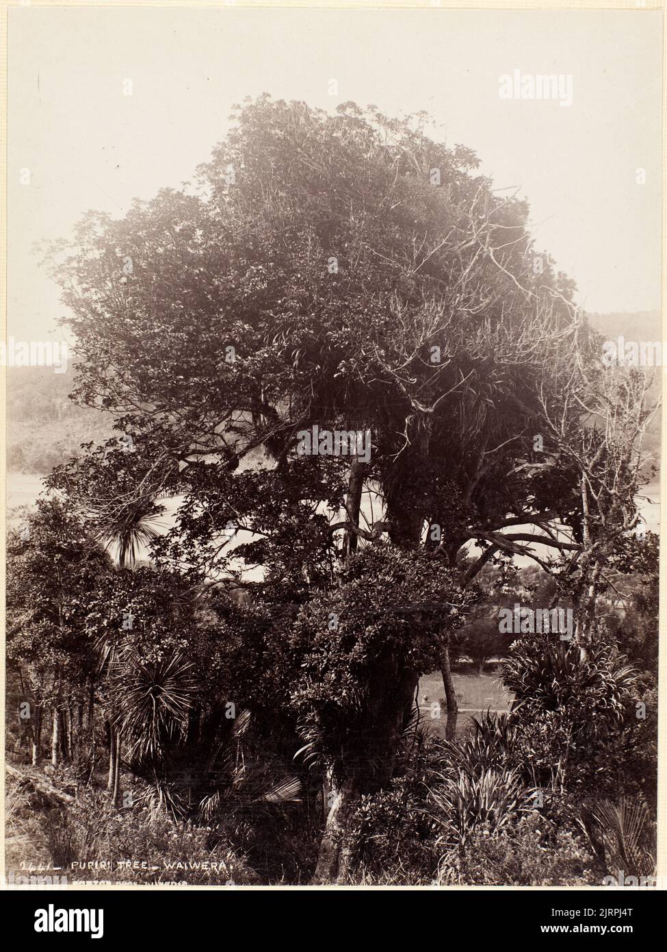 Waiwera puriri tree hi-res stock photography and images - Alamy