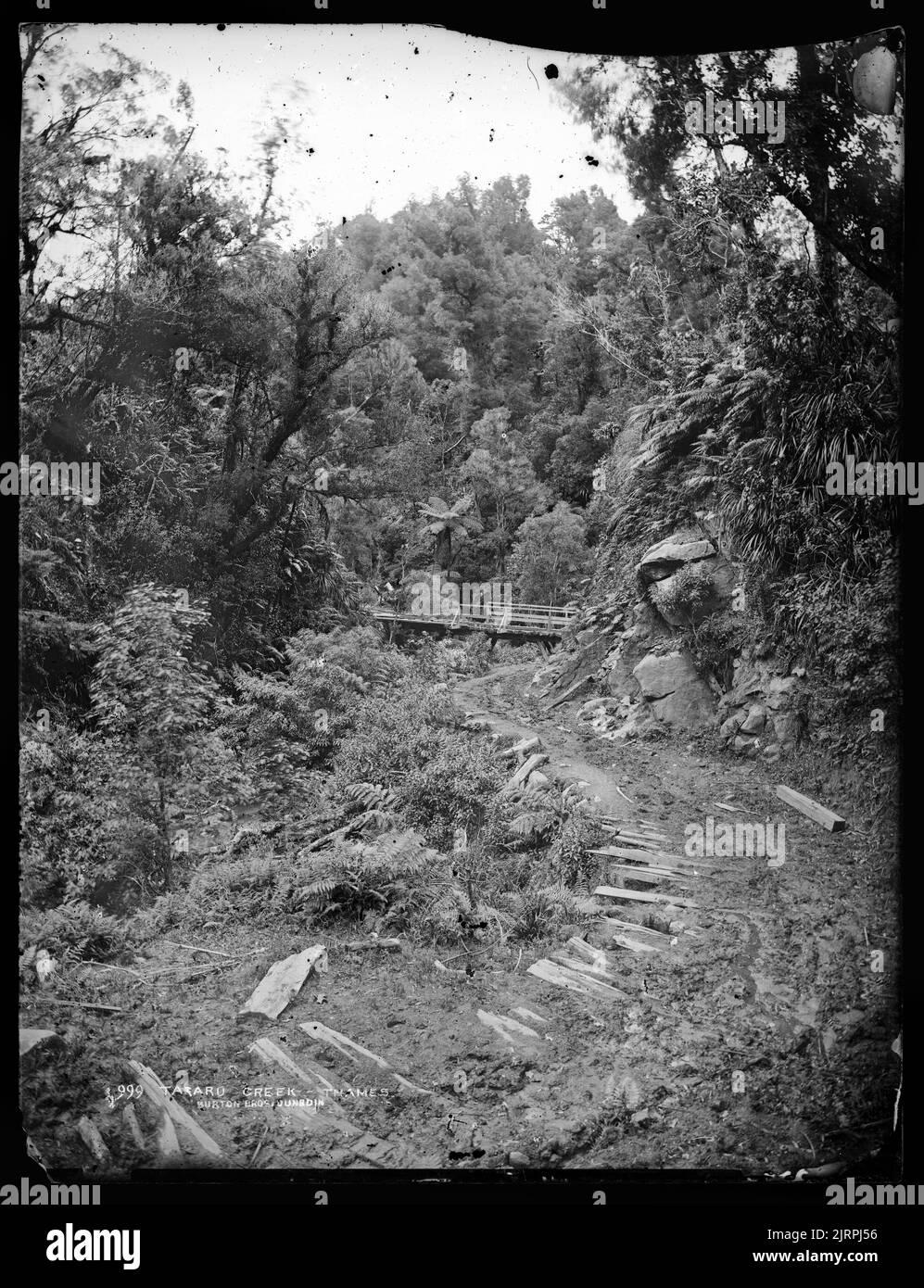 Tararu creek hi-res stock photography and images - Alamy