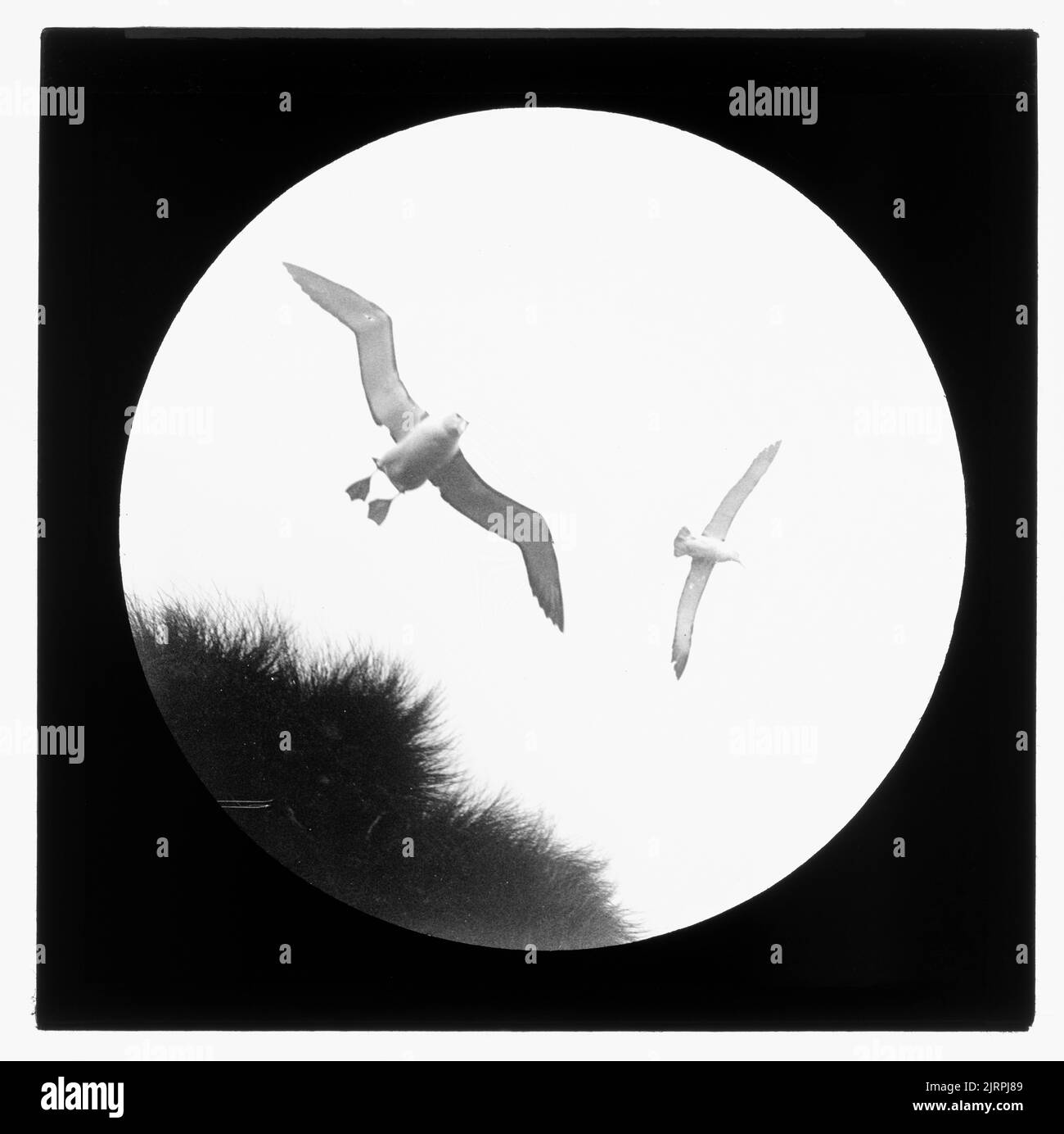 Mollyhawks Cut Out Stock Images & Pictures - Alamy