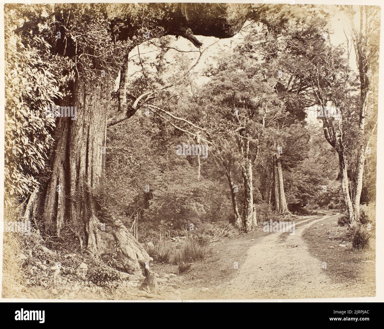 On the West Coast Road, 1879, Dunedin, by Burton Brothers, Alfred ...