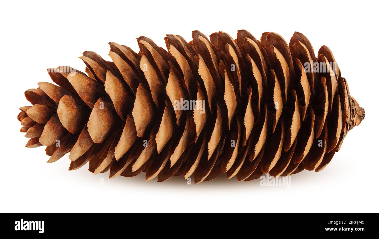 Pine cone isolated on white background, clipping path, full depth of ...