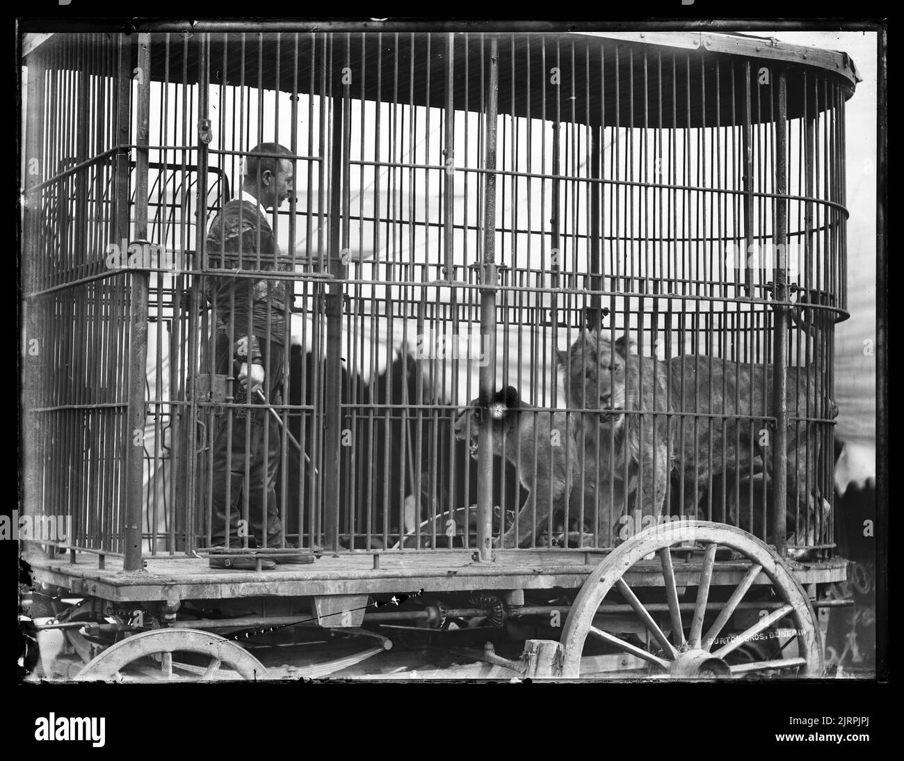 Fitzgerald Brothers Circus & Menagerie, circa 1894, Dunedin, by Burton ...