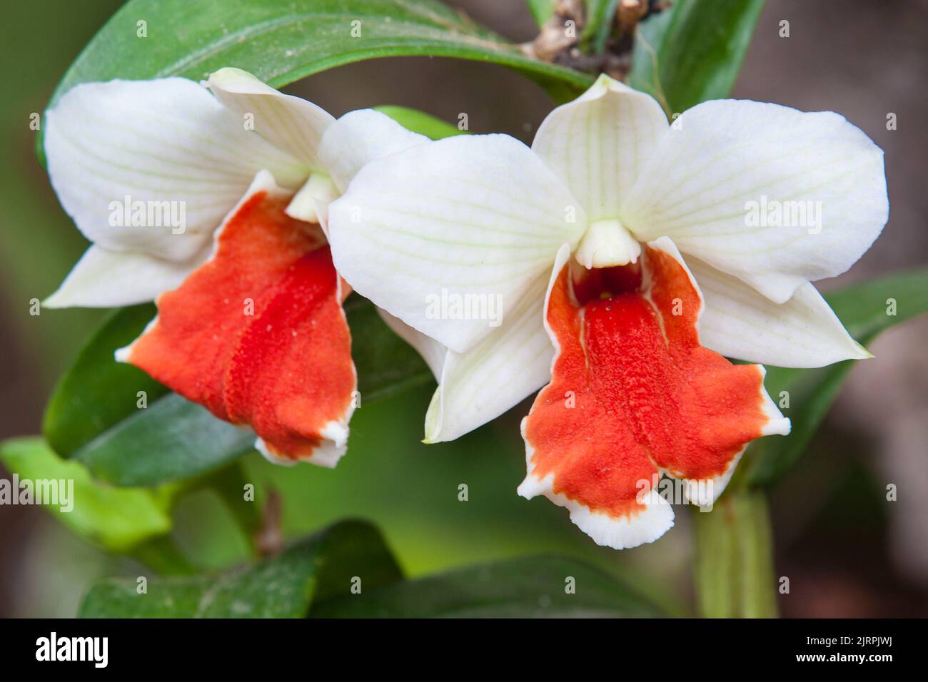 Closeup of one of the beautiful Colombian orchids Stock Photo - Alamy