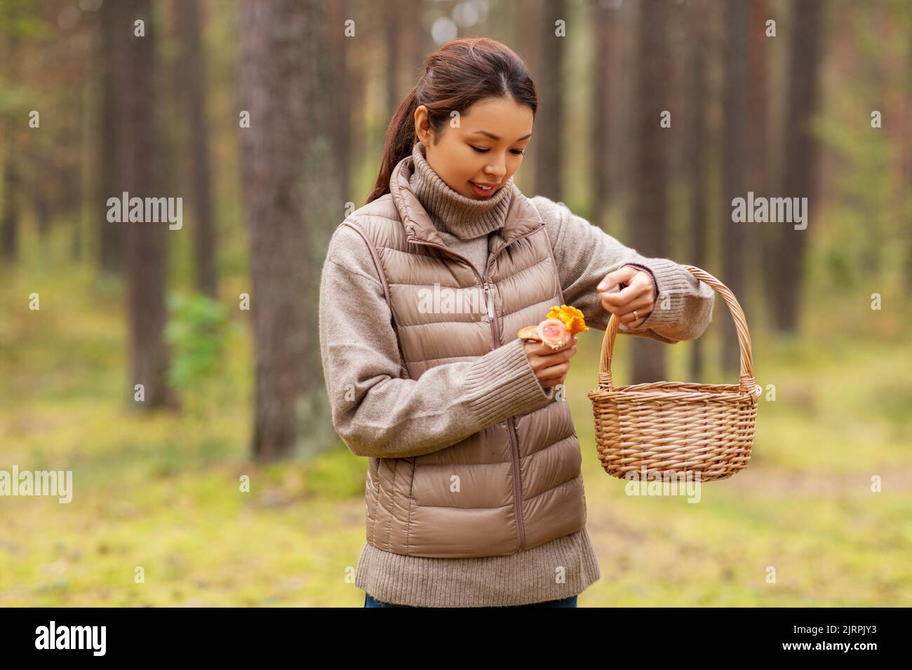 young woman picking mushrooms in autumn forest Stock Photo - Alamy