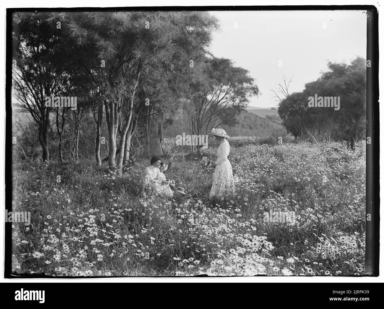 Picking daisies waitati picking daisies waitati hi-res stock ...