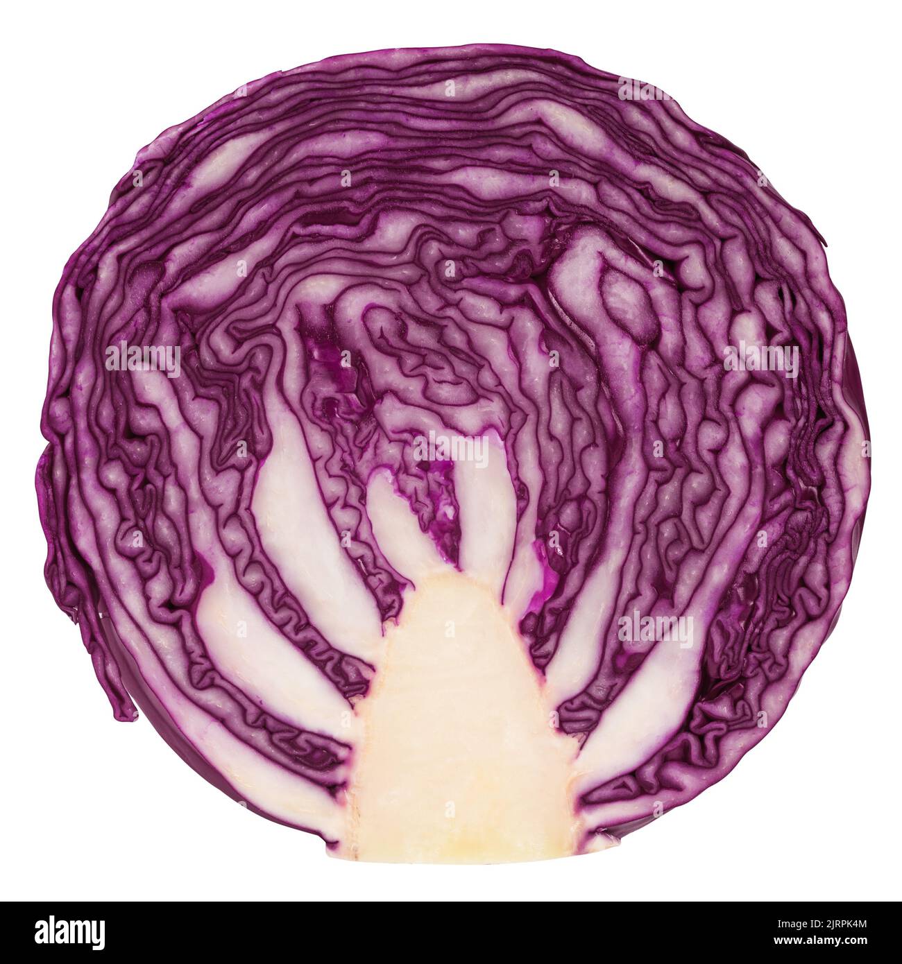 red cabbage, isolated on white background, clipping path, full depth of ...