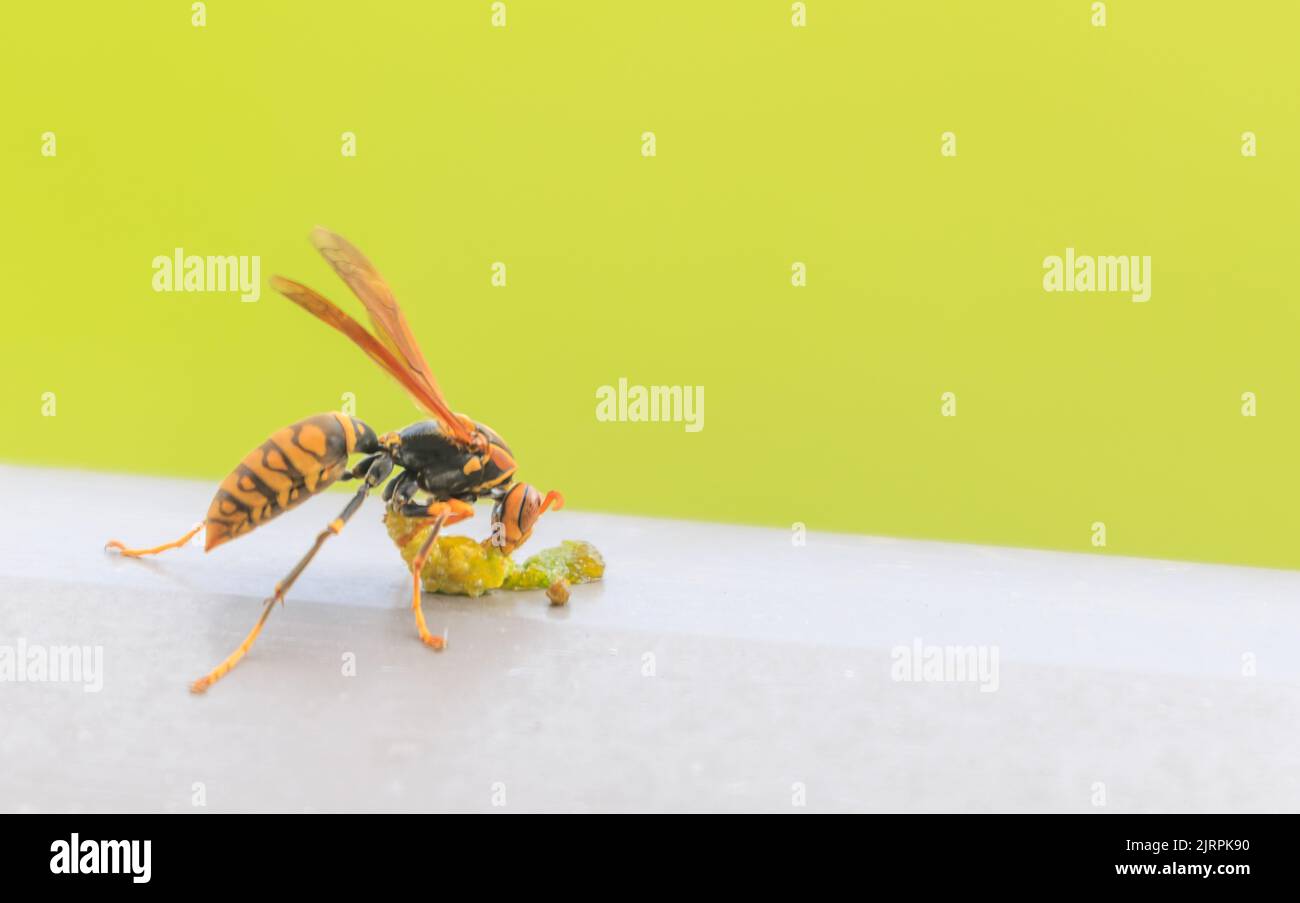 Asian giant hornet eating bee hi-res stock photography and images - Alamy