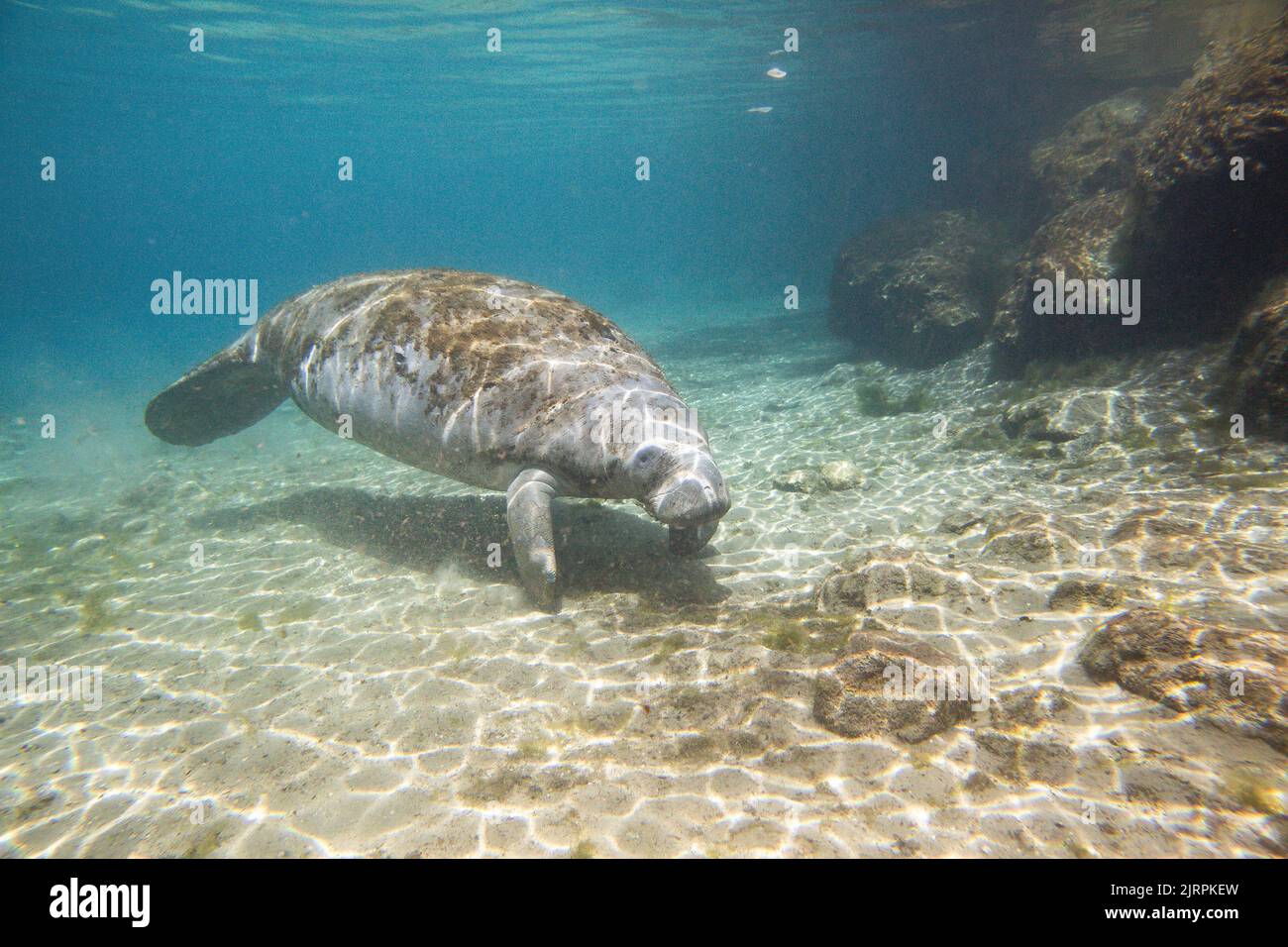 Manatee swiming underwater in Three Sisters Spring in Crystal River ...