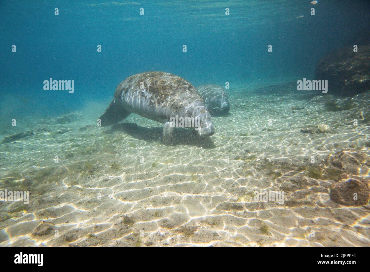 Manatee swiming underwater in Three Sisters Spring in Crystal River ...