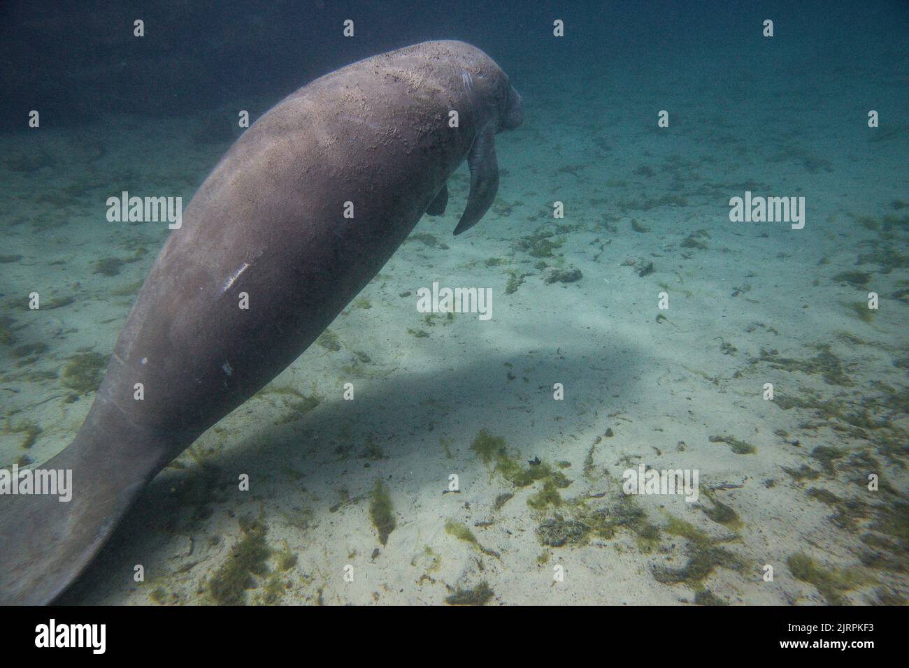 Manatee swiming underwater in Three Sisters Spring in Crystal River ...