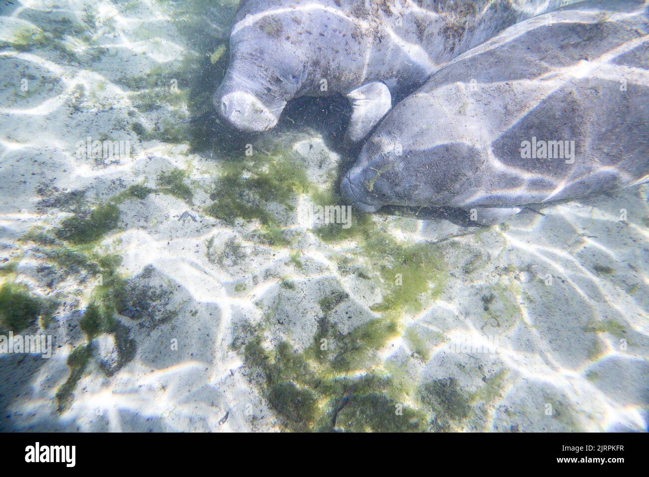 Manatees eating underwater in Three Sisters Spring in Crystal River ...