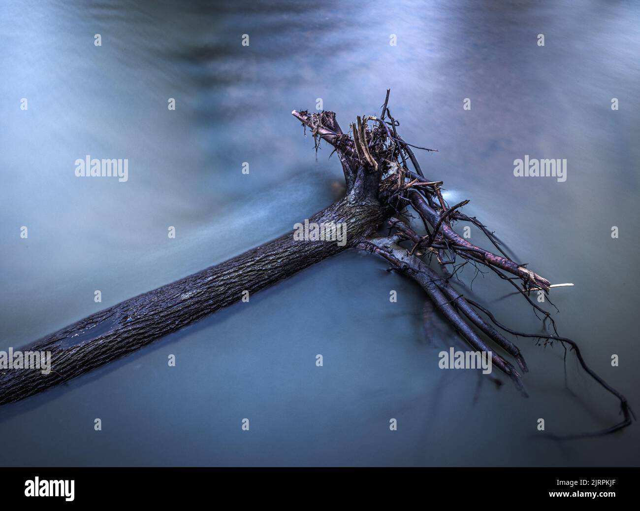 Roots root system hi-res stock photography and images - Alamy