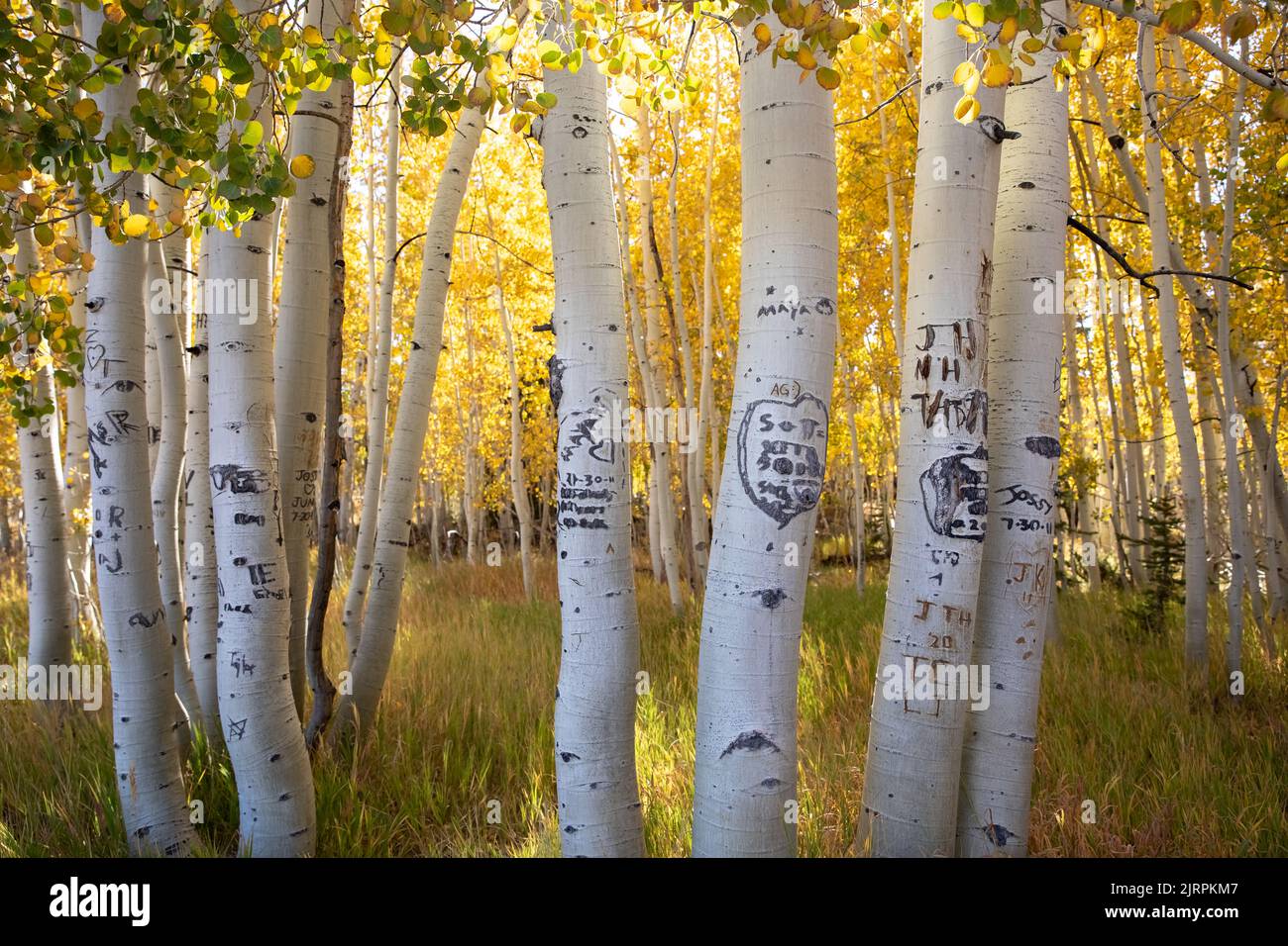 Yellow Spruce Trees with graffiti at Duck Creek Village in Utah Stock ...