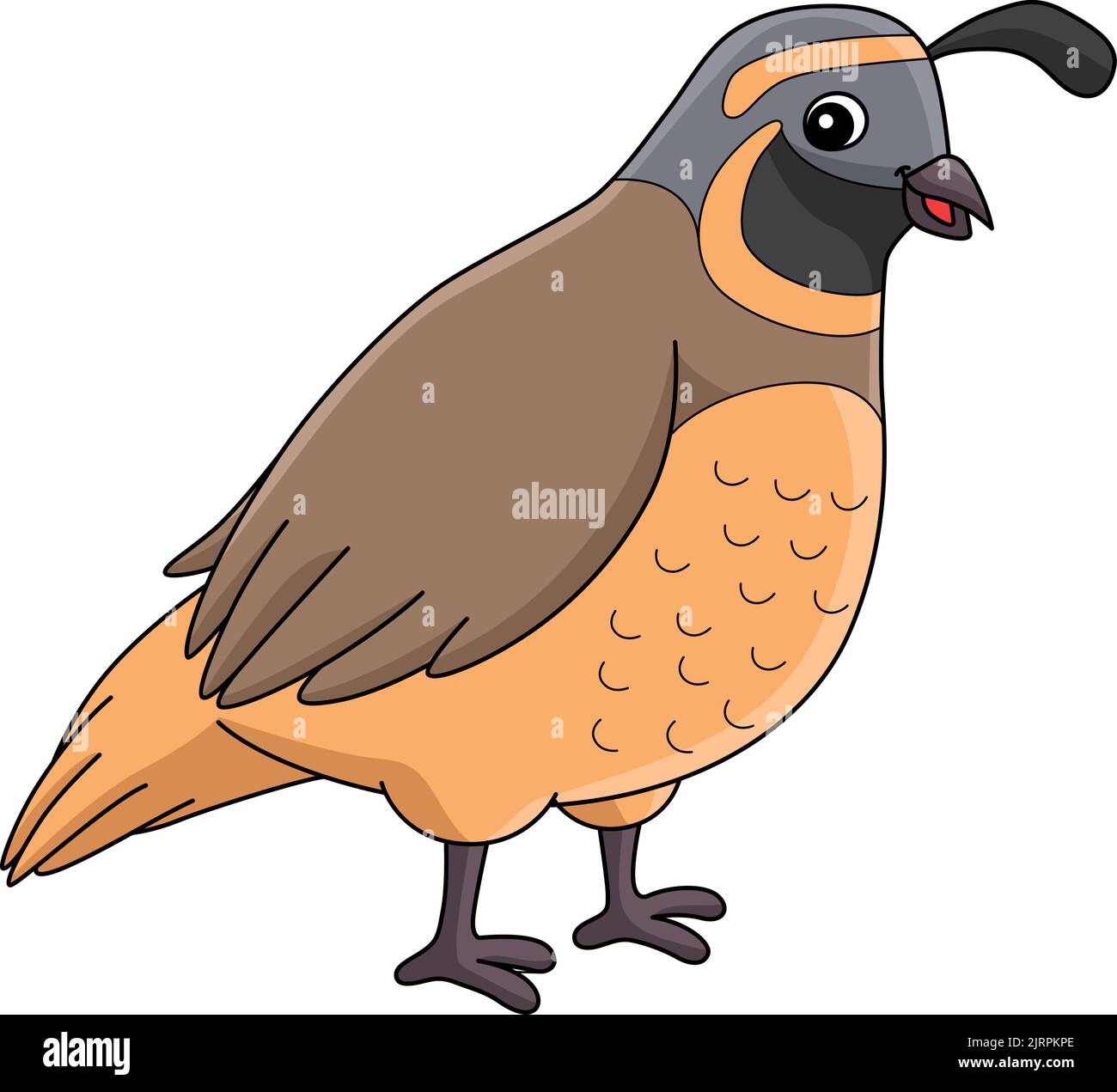 Quail Animal Cartoon Colored Clipart Illustration Stock Vector Image ...