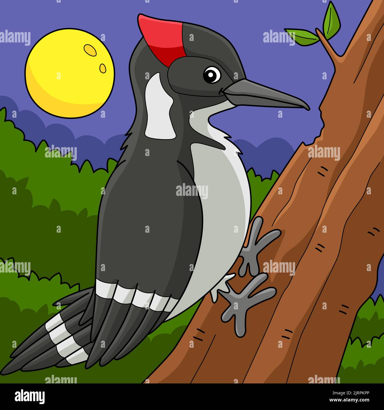 Woodpecker drawing hi-res stock photography and images - Alamy
