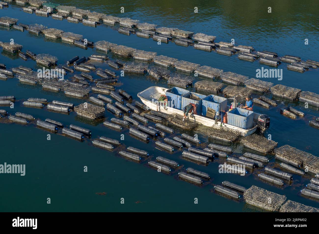 Processing Oysters, Mook Sea Farm, Walpole, Maine Stock Photo - Alamy