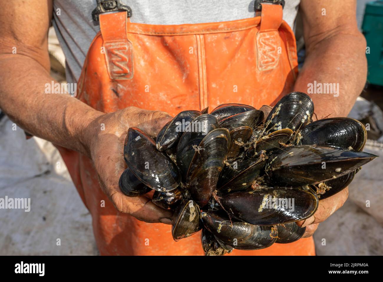 Mussel Harvesting, Bar Harbor, Maine Stock Photo - Alamy
