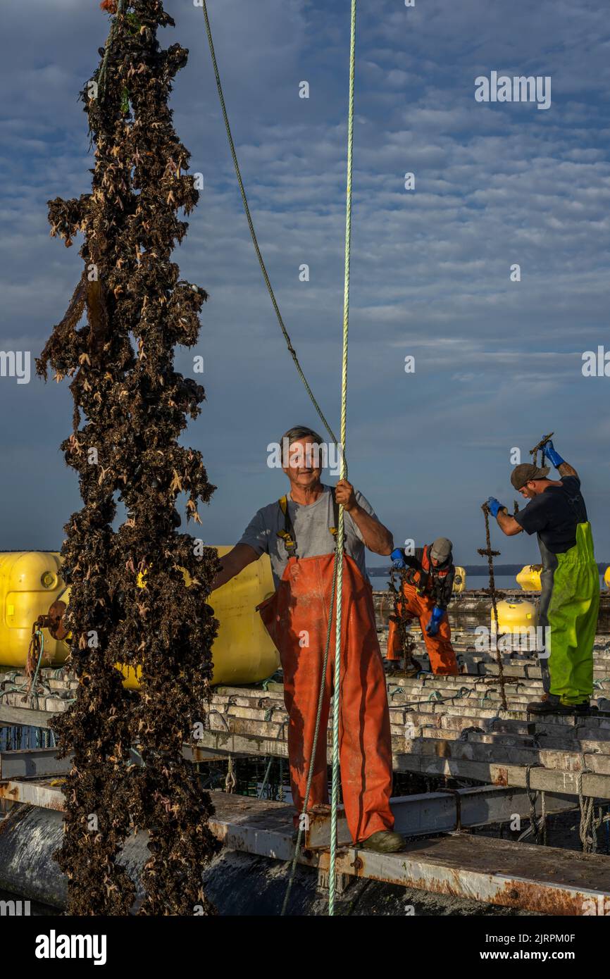 Mussel barge hi-res stock photography and images - Alamy
