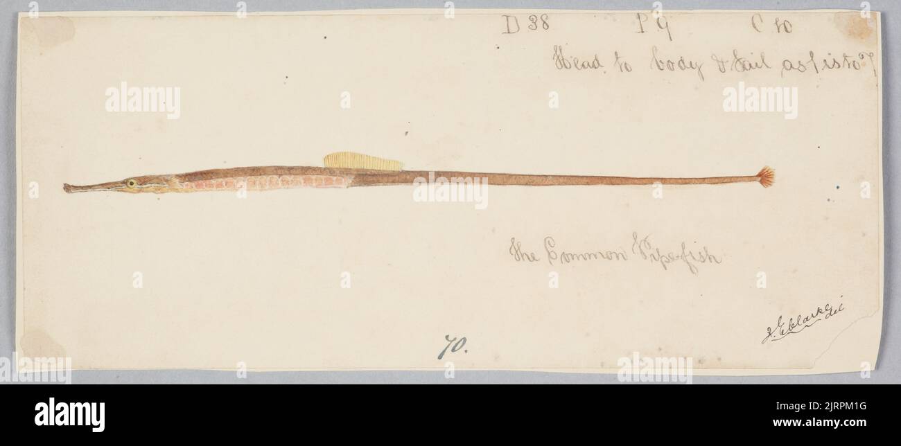 Syngnathidae : Common Pipefish, before 1870, by Frank Edward Clarke ...