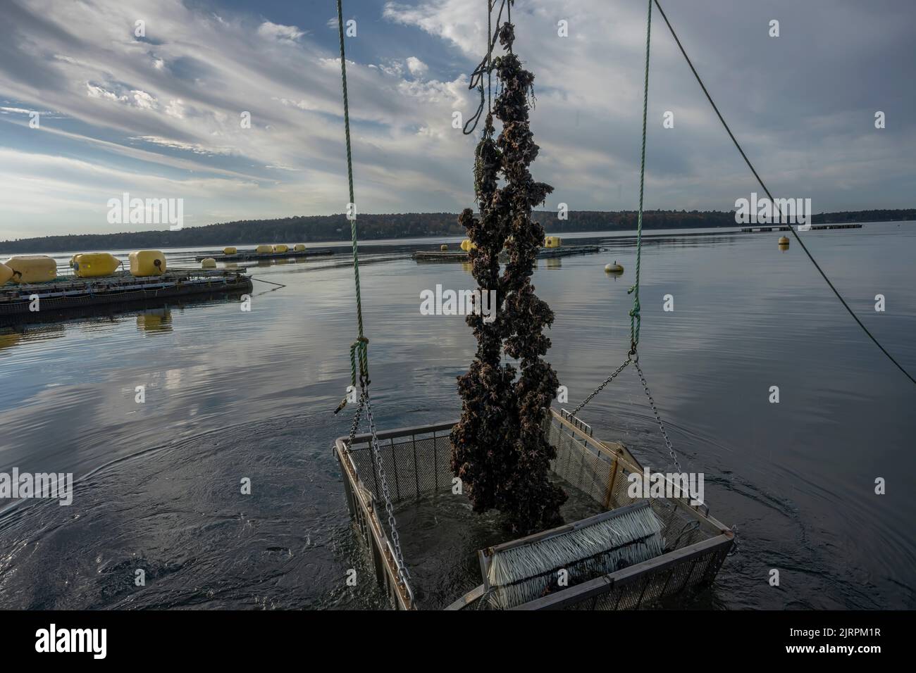 Mussel Harvesting, Bar Harbor, Maine Stock Photo - Alamy