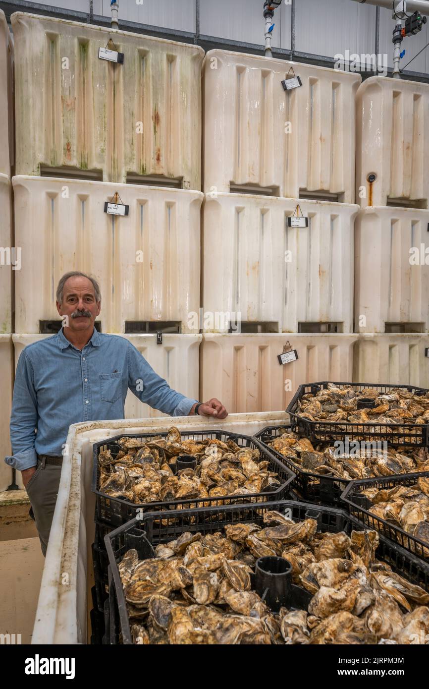 Oysters, Bill Mook, Mook Sea Farm, Walpole, Maine Stock Photo - Alamy