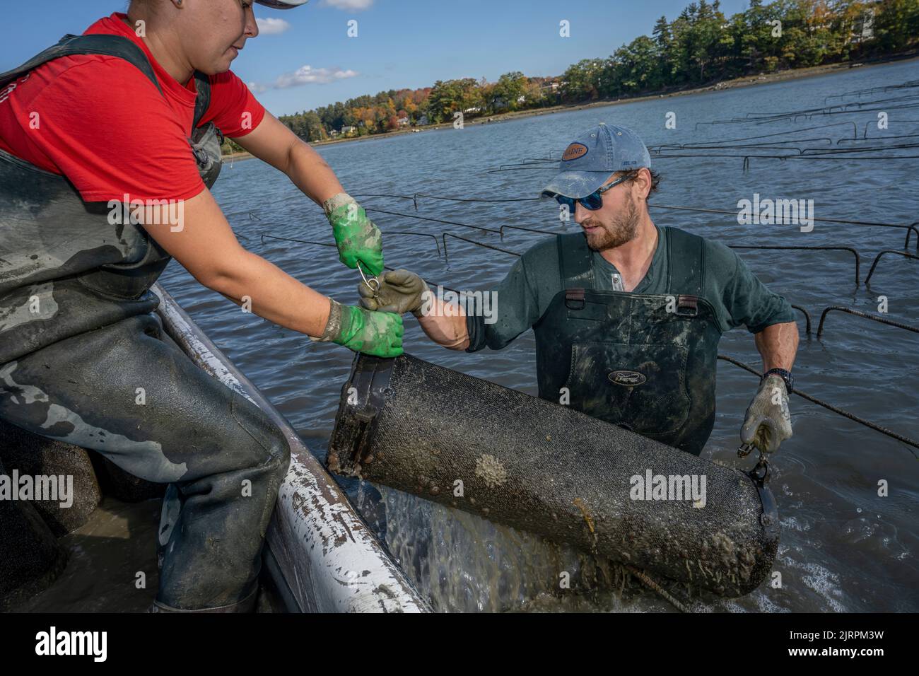 Processing Oysters, Mook Sea Farm, Walpole, Maine Stock Photo - Alamy